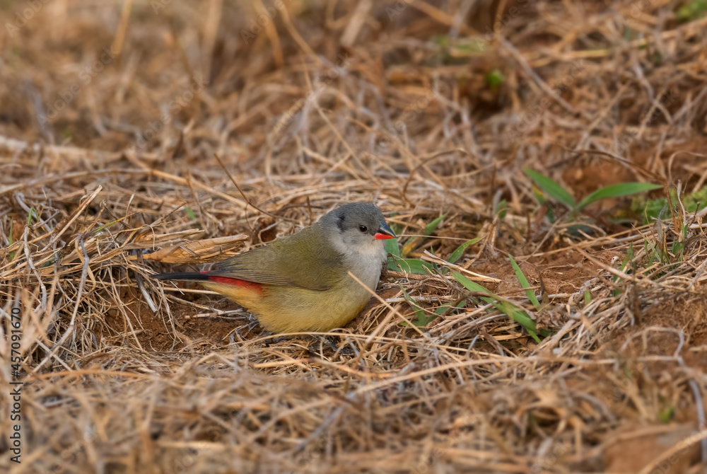 Yellow-bellied Waxbill - Coccopygia quartinia, beautiful colored ...