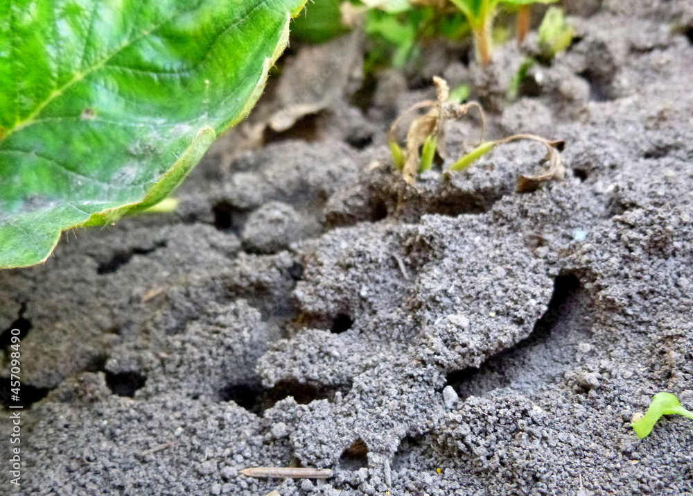 Foto de Anthill in the ground. Burrows in the ground, dug by ants. do ...
