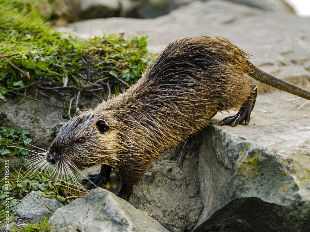 Closeup of the coypu, also known as the nutria, is a large, herbivorous ...