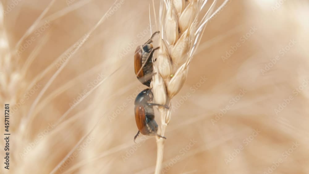 cereal crops field field. Agriculture. Harmful beetles spoil the wheat ...