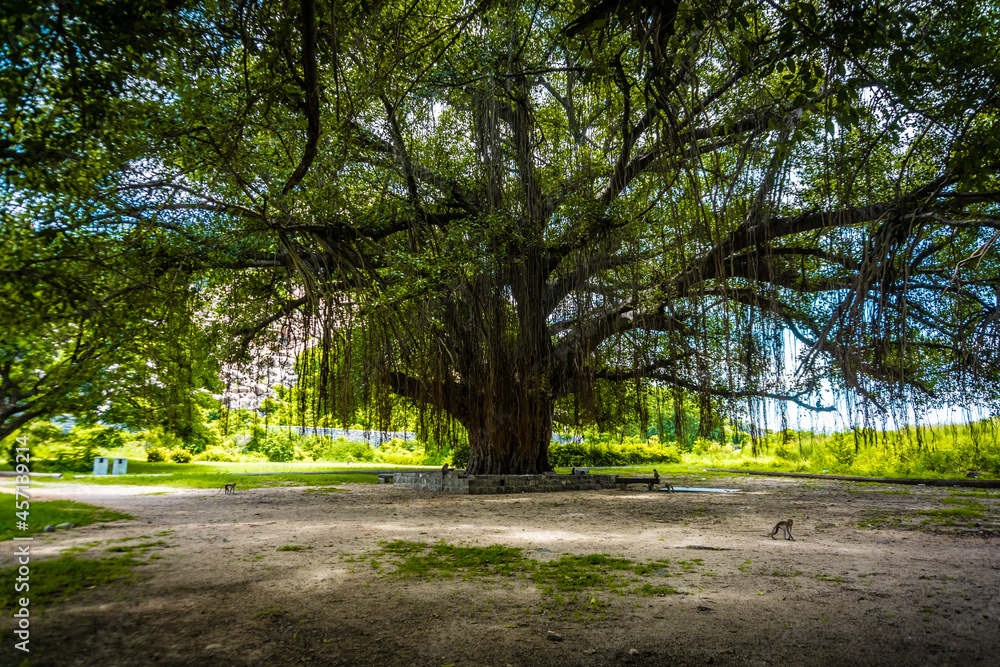 The Biggest & Oldest Banyan tree inside Gingee or Senji Fort in Tamil ...