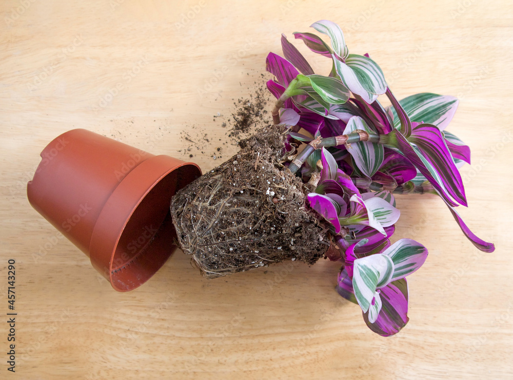 Closeup of houseplant Tradescantia Nanouk with exposed roots out of its ...