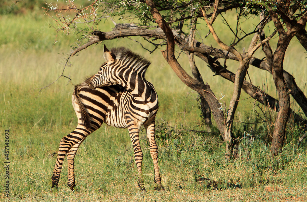 Baby zebra scratching Stock Photo | Adobe Stock