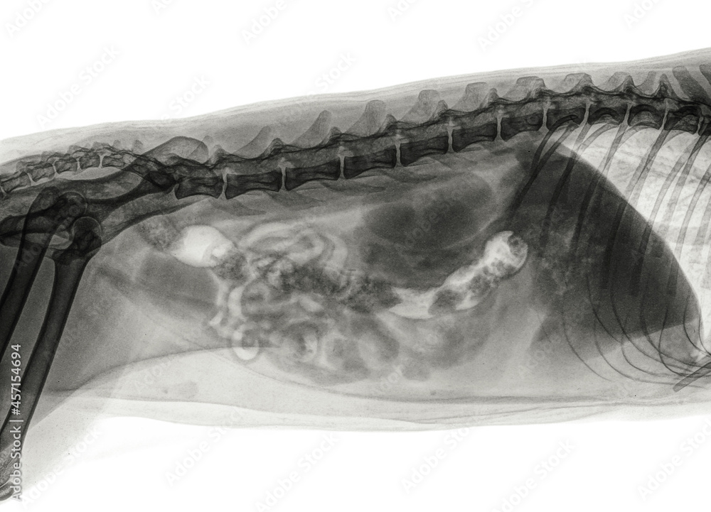 Digital X-ray of a side view of the abdomen of a cat. Isolated on white ...