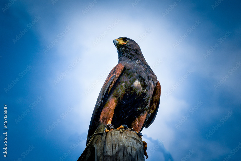 Hawk with blue sky background Stock Photo | Adobe Stock