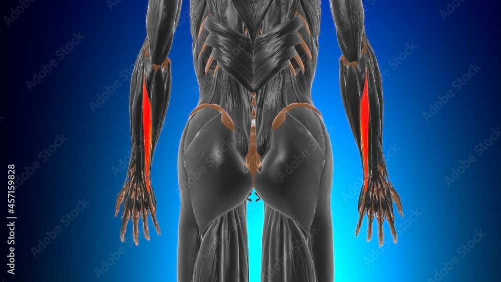 Extensor carpi ulnaris Muscle Anatomy For Medical Concept 3D Stock ...