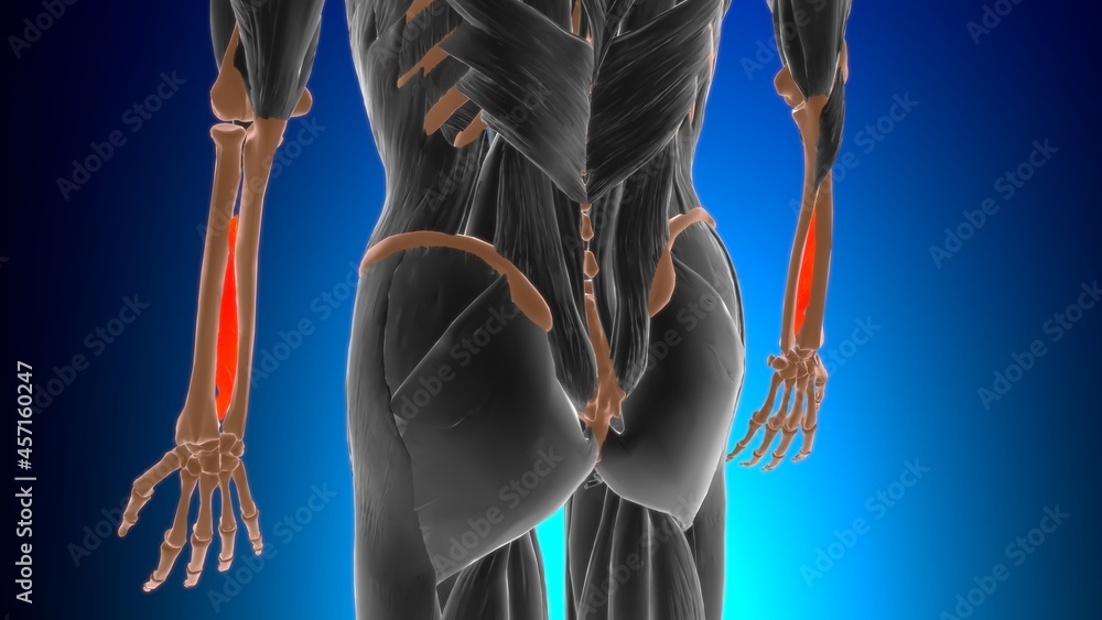Interosseous membrane forearm Muscle Anatomy For Medical Concept 3D ...