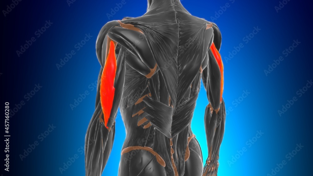 Lateral head triceps brachii Muscle Anatomy For Medical Concept 3D ...
