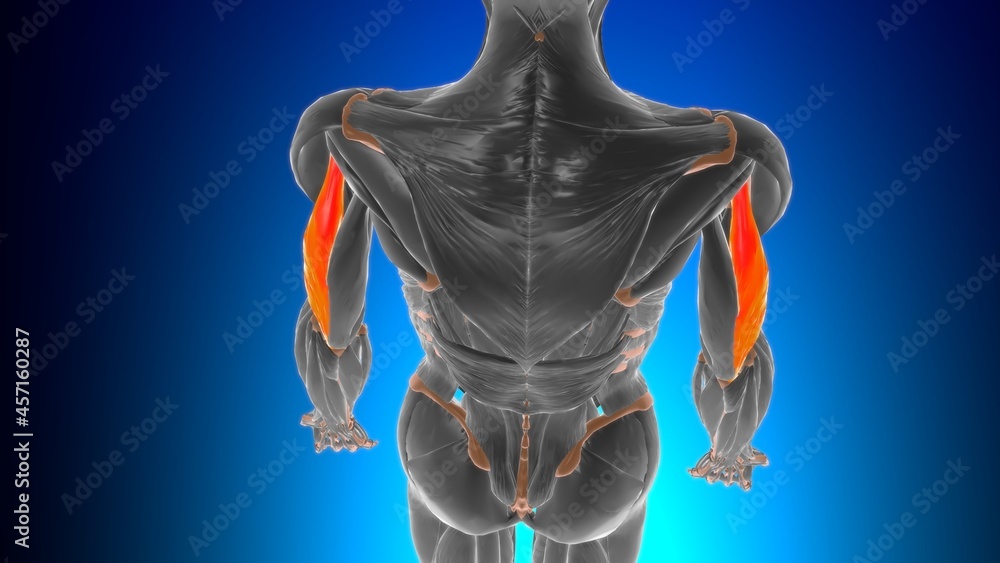 Lateral head triceps brachii Muscle Anatomy For Medical Concept 3D ...