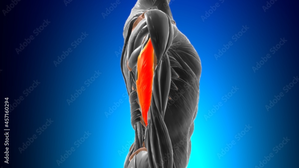 Lateral head triceps brachii Muscle Anatomy For Medical Concept 3D ...