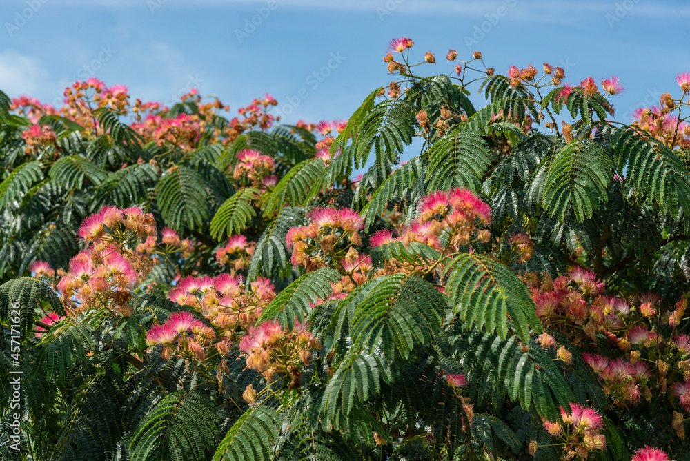 árbol de la seda en floración Stock Photo | Adobe Stock