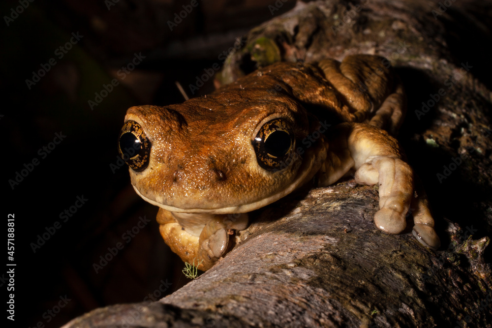 Chocoan milky frog Stock Photo | Adobe Stock