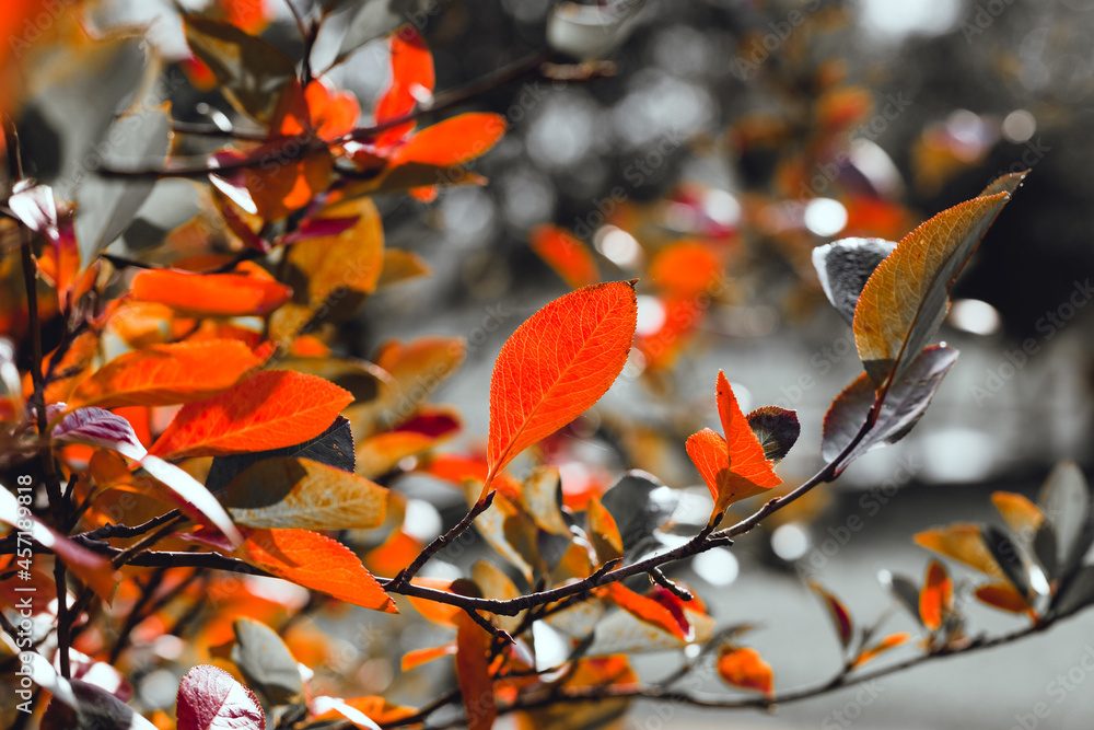 Bright red leaves of black chokeberry Aronia melanocarpa on a deep blue ...