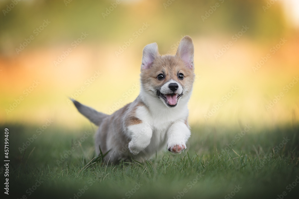 Baby Corgis Running