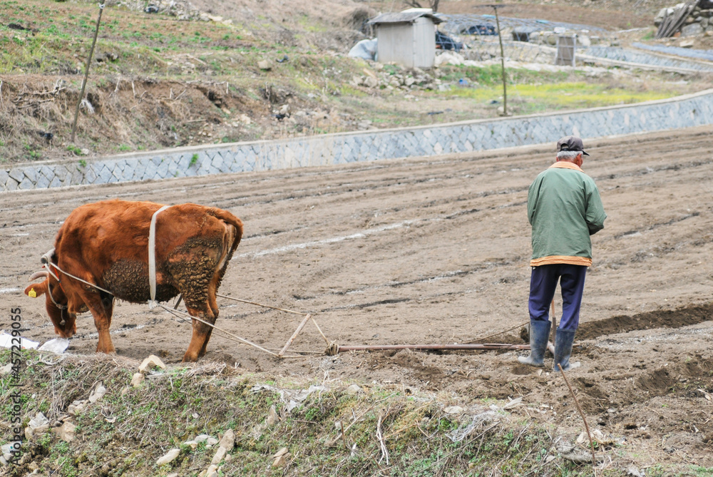 Cow and farmer in Korea, a life partner who has been together for a ...