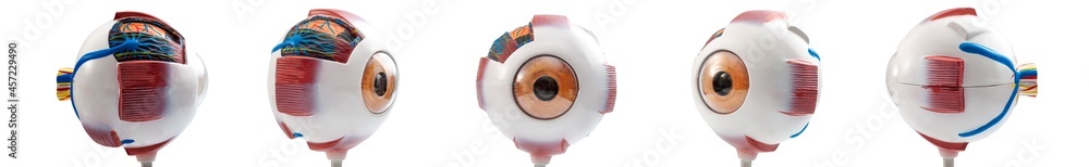 Learning anatomy and physiology, visual organ and ophthalmology concept ...