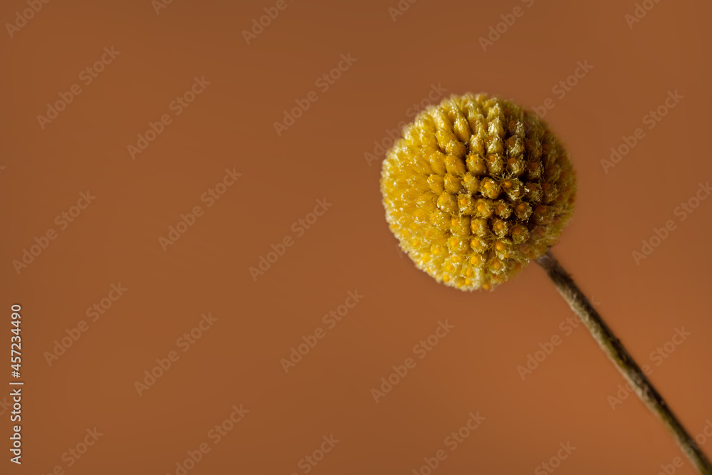 A single yellow craspedia flower on brown background with copy space ...