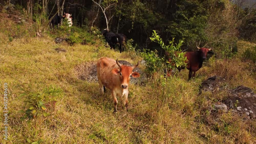 Drone footage from a South American, Brazilian cattle farm in the hills ...