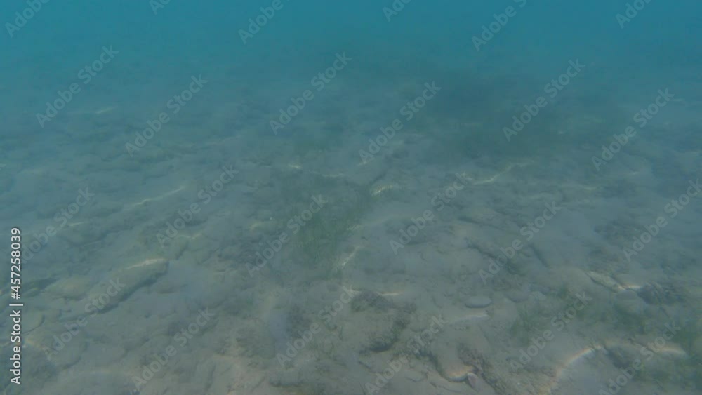 POV of scuba diving in Adriatic Sea. Underwater view of seabed covered ...