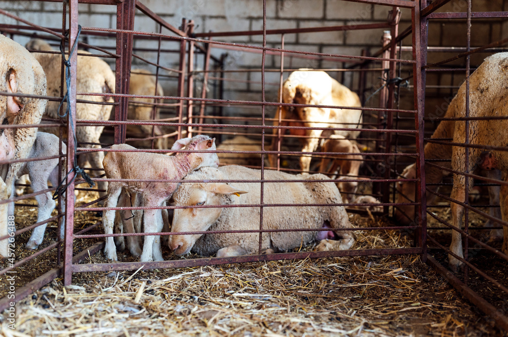 Newborn lamb staggering and stained with blood near the mother ...