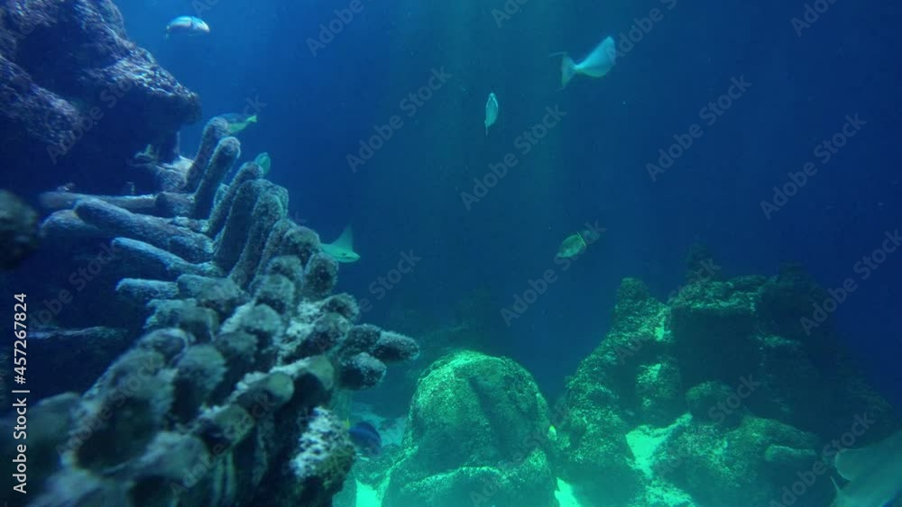 Indian and Pacific Oceans Javanese Cownose ray, Green sea Turtle ...
