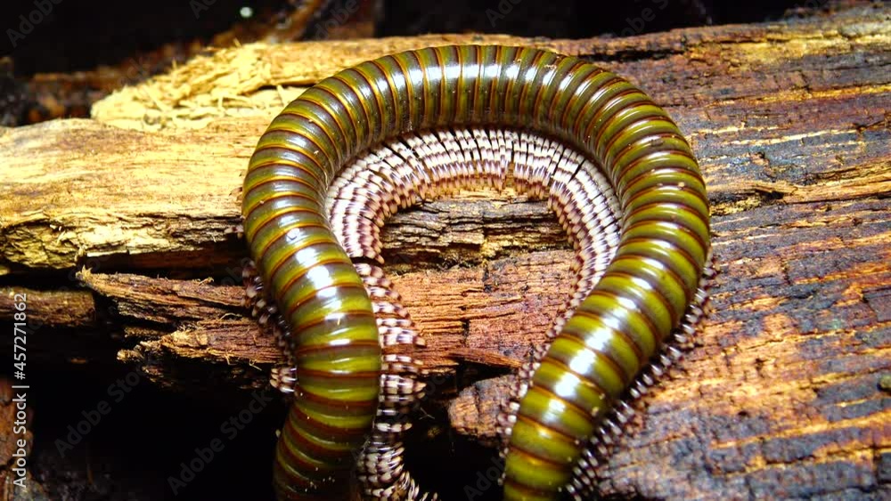 The giant African millipede (Archispirostreptus gigas), is one of the ...
