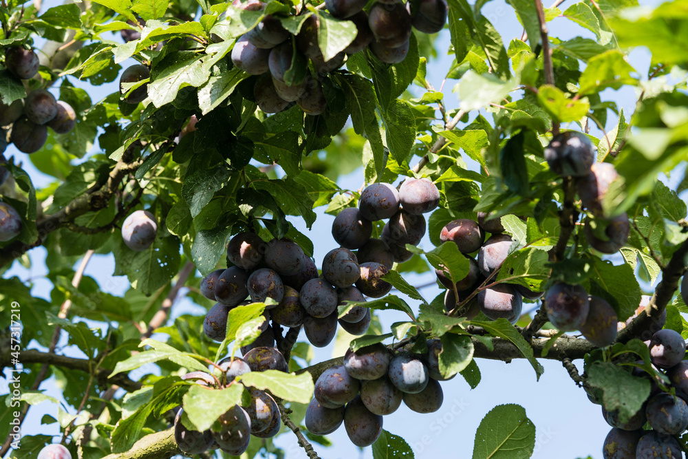 Pflaumen im Obstanbaugebiet Altes Land bei Hamburg Stock Photo | Adobe ...