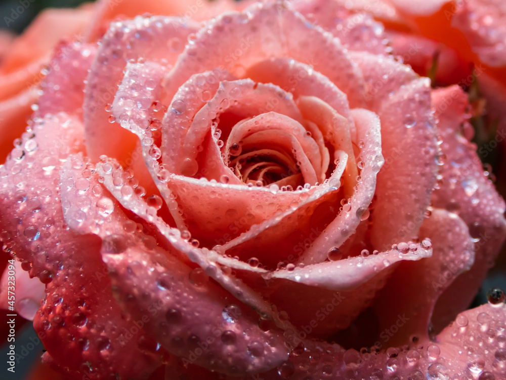 Pink Rose With Dew