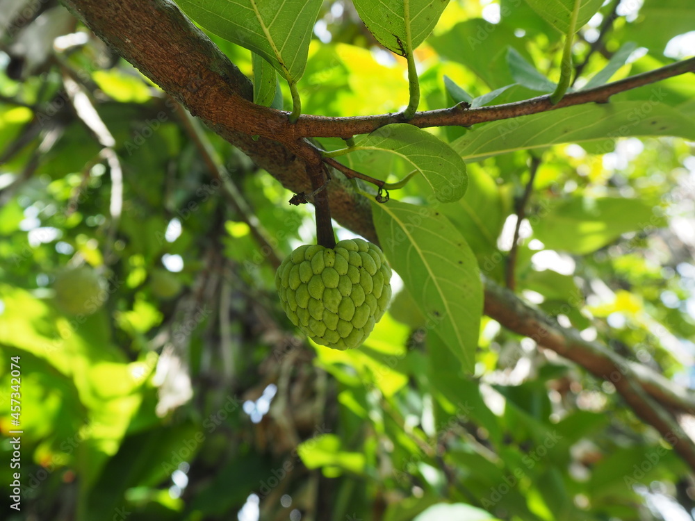 Annona, Sugar apple, Custard apple, Sweetsop (Annona squamosa) growing ...