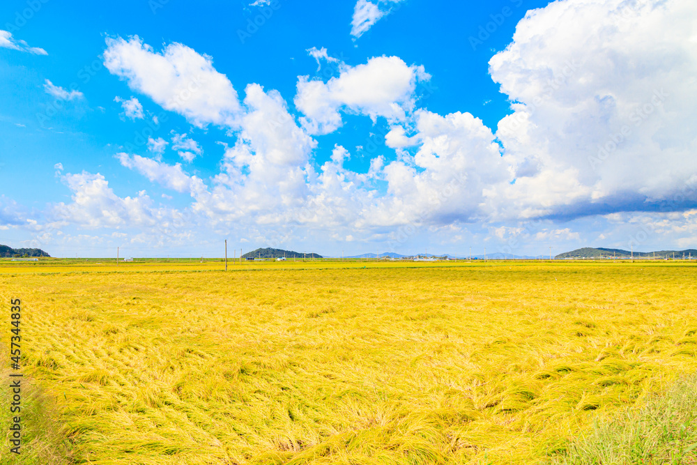 Korean traditional rice farming. Korean rice farming scenery. Korean ...