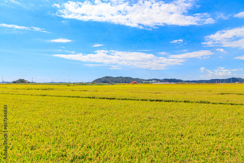 Korean traditional rice farming. Korean rice farming scenery. Korean ...
