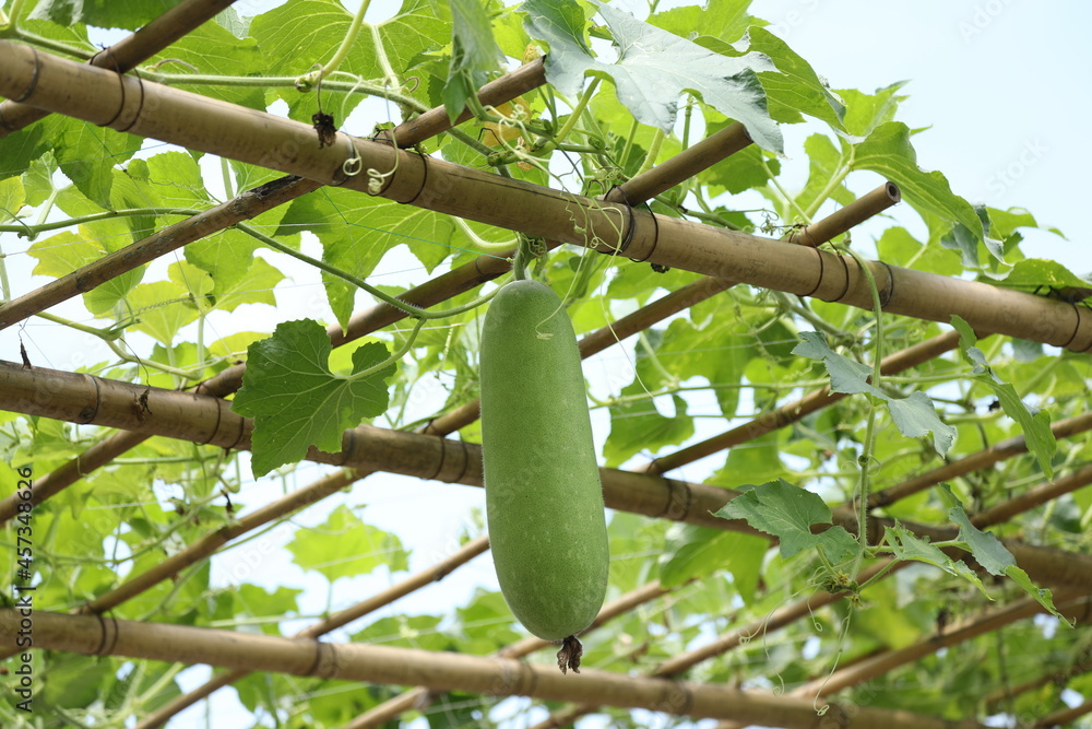 Wax gourd, Benincasa hispida in the family Cucurbitaceae. It is a ...