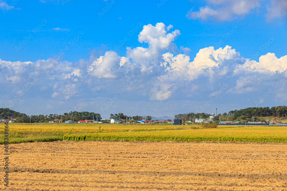 Korean traditional rice farming. Korean rice farming scenery. Korean ...
