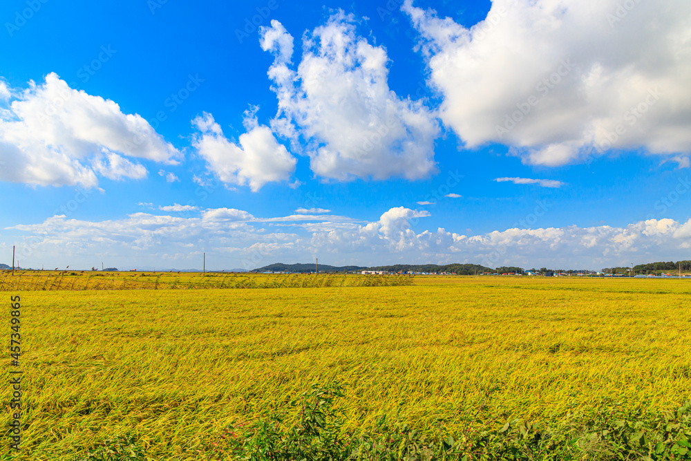 Korean traditional rice farming. Korean rice farming scenery. Korean ...