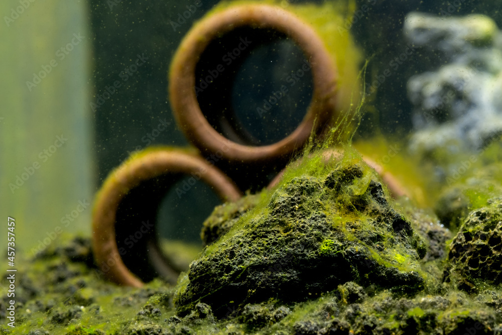 Foto de Green algae attach on stone and the decoration in freshwater ...