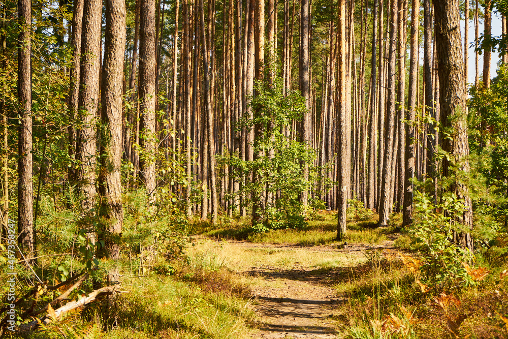 sunny summer-autumn path, forest path, road, forest, trees,path, forest ...
