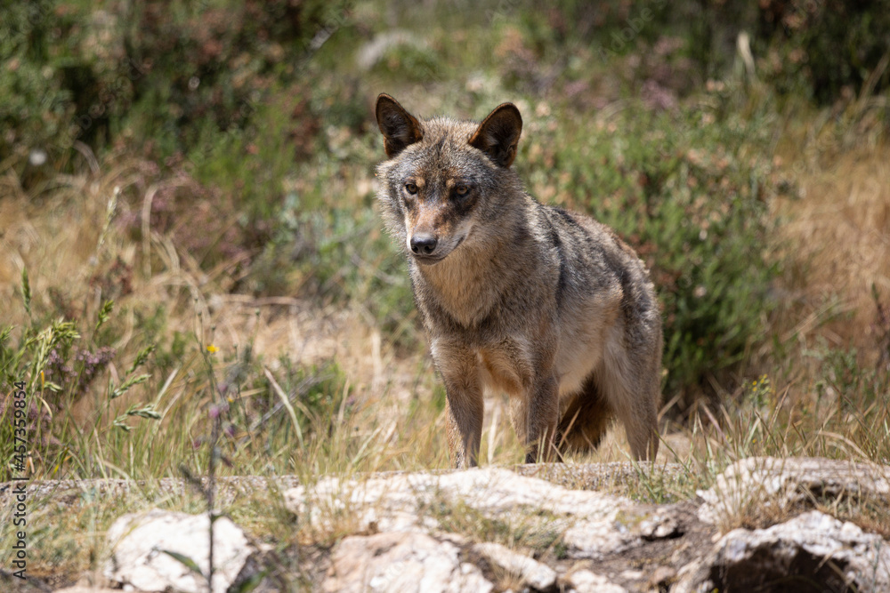 lobo ibérico en su entorno natural Stock-Foto | Adobe Stock