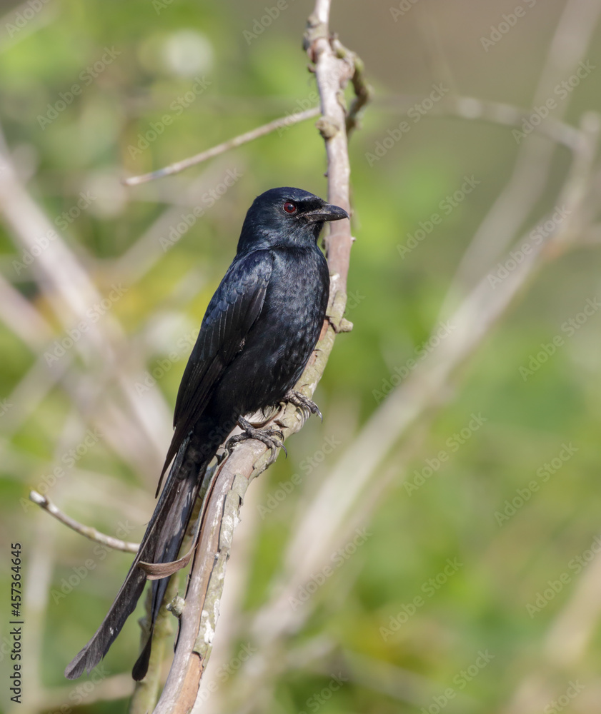 Black drongo.black drongo is a small Asian passerine bird of the drongo ...