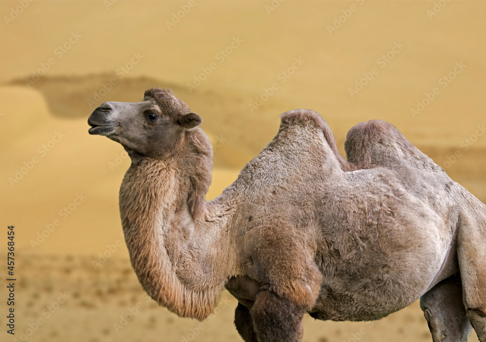 Mongolian camel / domestic Bactrian camel (Camelus bactrianus) in ...