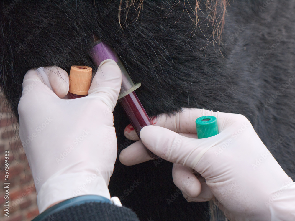 Veterinarian takes blood from a Friesian horse from the neck vein with ...
