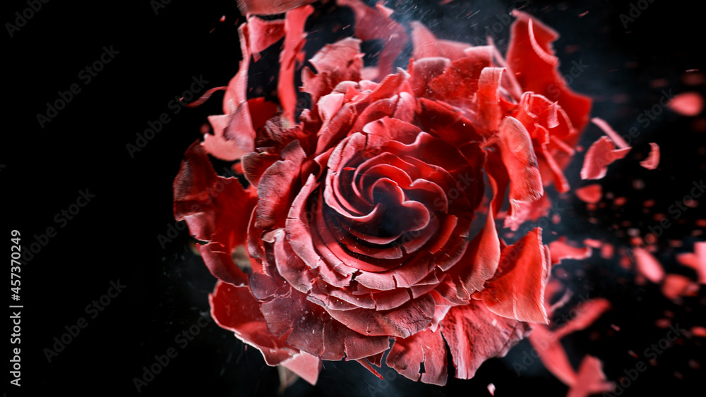 Freeze motion of red rose frozen and exploding, close-up. Stock Photo ...