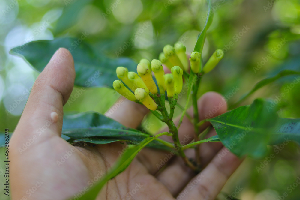Clove tree with aromatic flower buds in bloom growing in Sukabumi, West ...