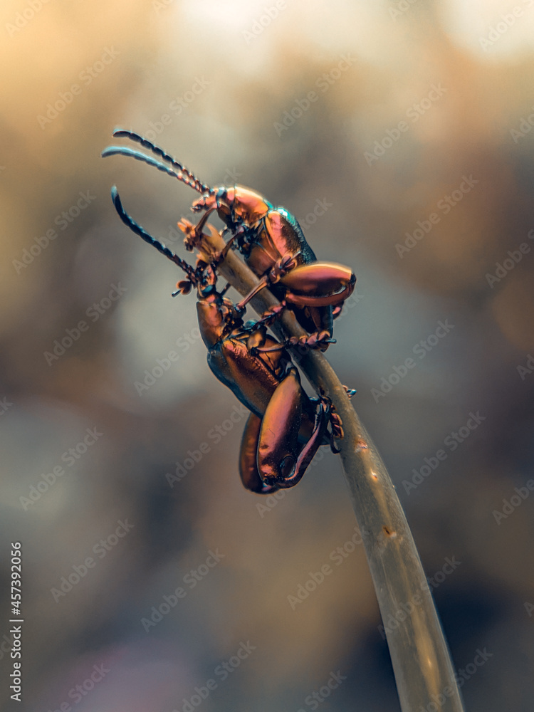 Rainbow Bugs On The Leaf Stock Photo | Adobe Stock