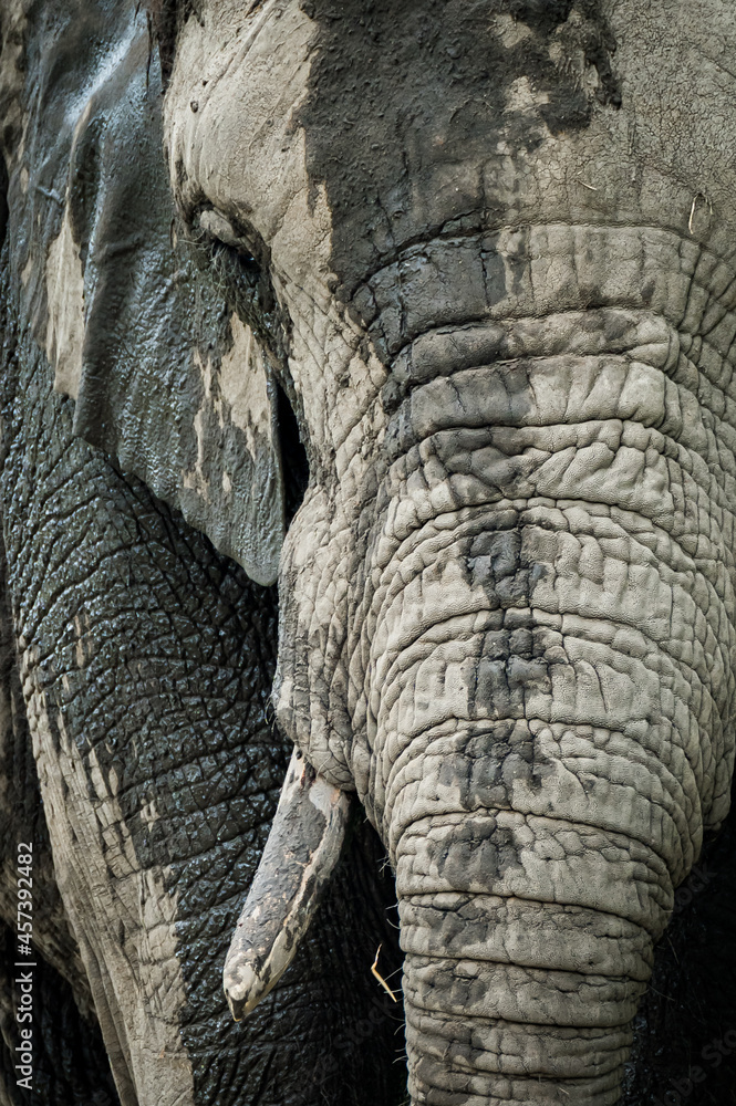 zoo animals, zoo, animals, wild animals, elephant, alligator, panda ...