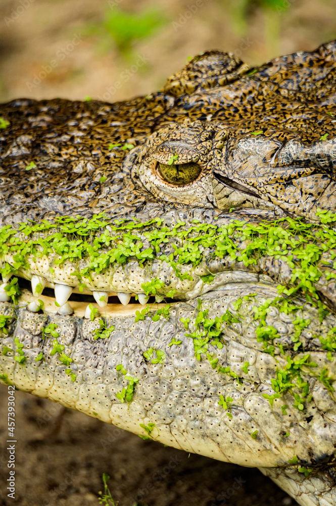 zoo animals, zoo, animals, wild animals, elephant, alligator, panda ...