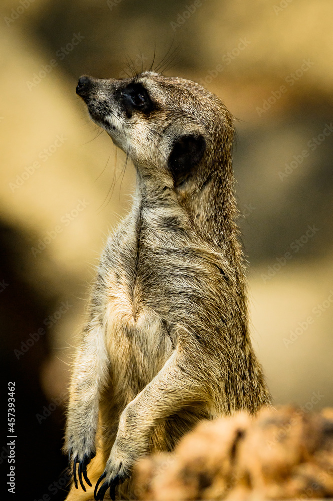 zoo animals, zoo, animals, wild animals, elephant, alligator, panda ...