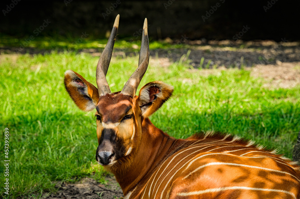 zoo animals, zoo, animals, wild animals, elephant, alligator, panda ...