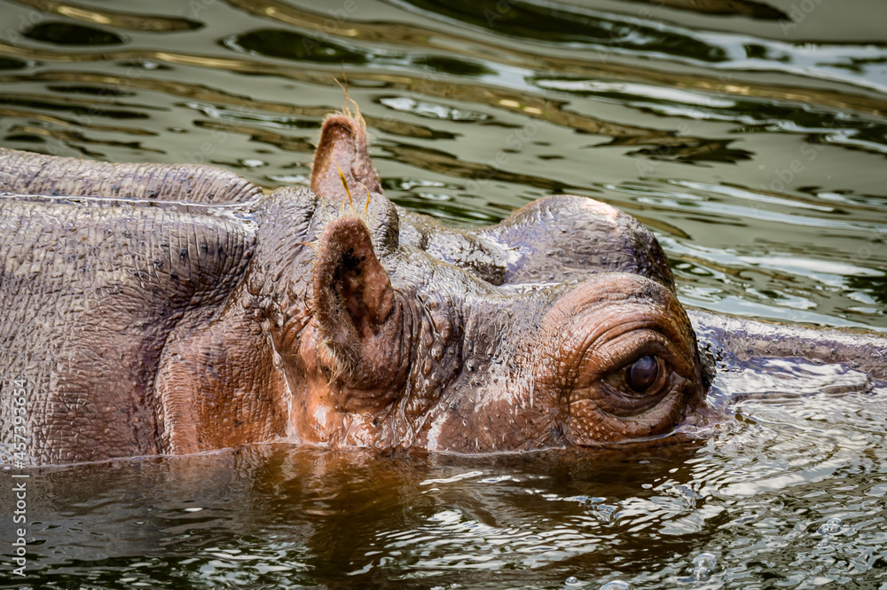 zoo animals, zoo, animals, wild animals, elephant, alligator, panda ...