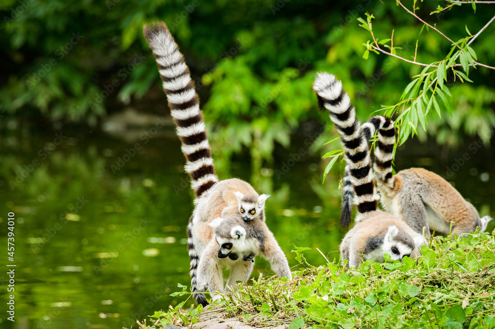 zoo animals, zoo, animals, wild animals, elephant, alligator, panda ...