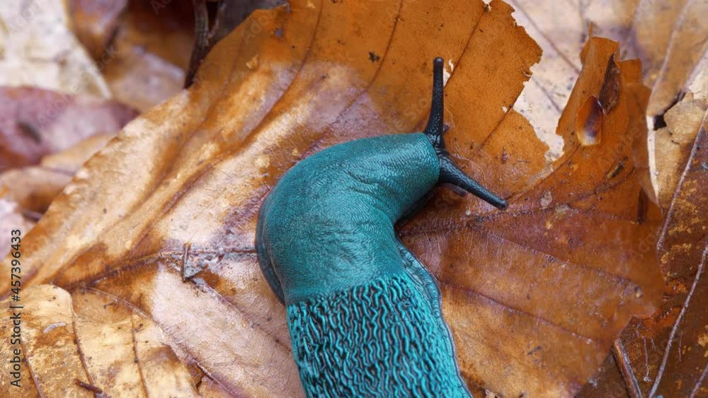 Rare blue slug on yellow leaf. Bielzia coerulans or land slug - shell ...